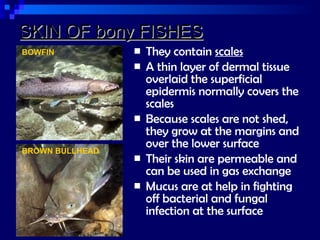 Integumentary system vertebrates | PPT