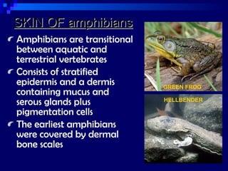 Integumentary system vertebrates | PPT