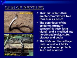 Integumentary system vertebrates | PPT