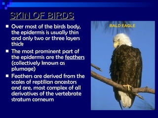 Integumentary system vertebrates | PPT