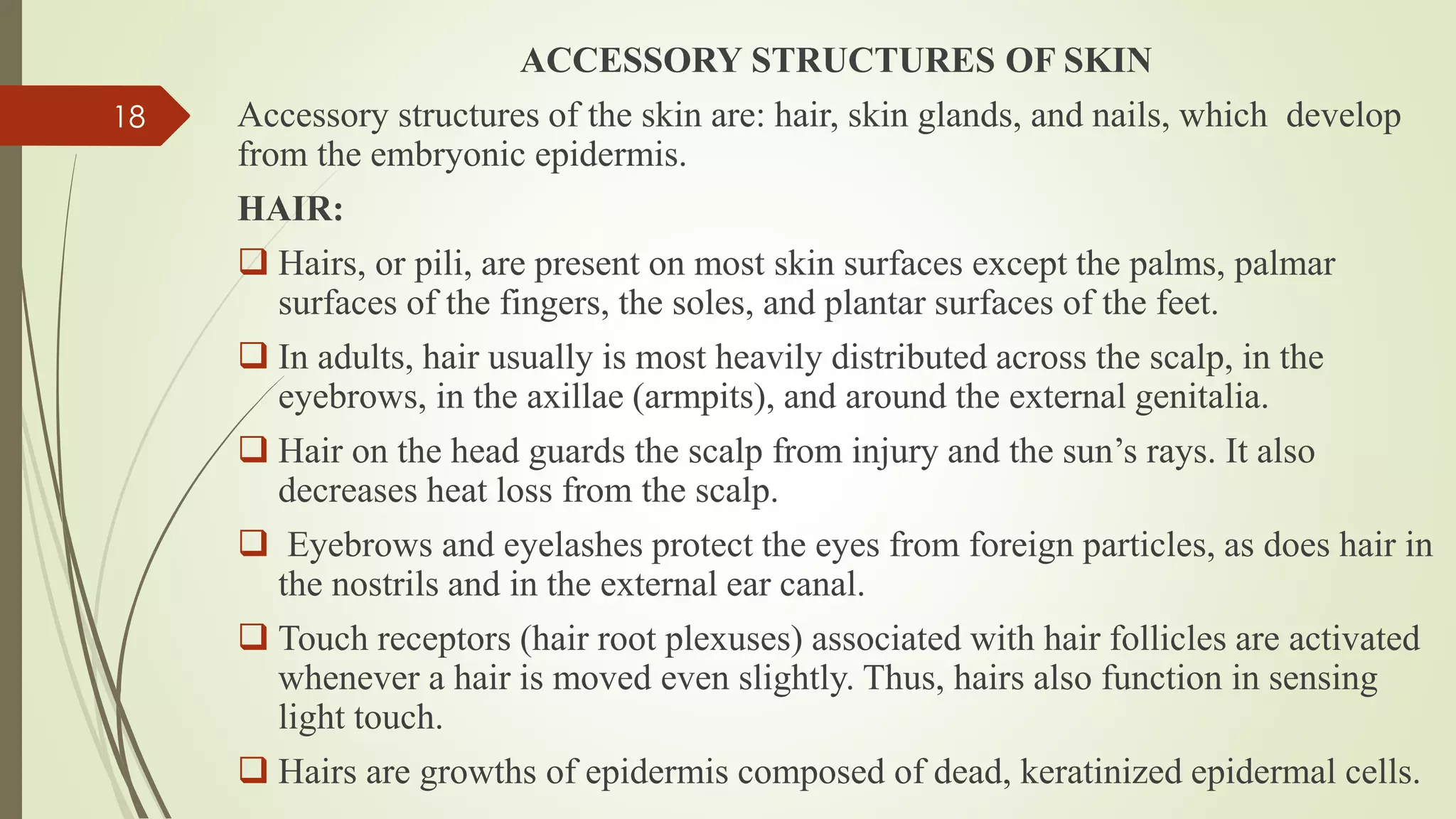 INTEGUMENTARY SYSTEM (1).pdf