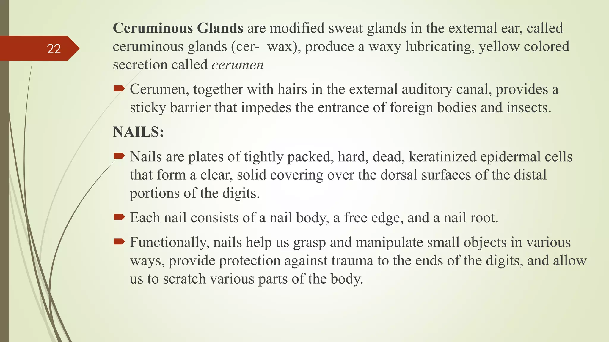 INTEGUMENTARY SYSTEM (1).pdf