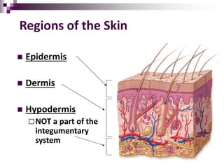 INTEGUMENTARY_System (1).pdf study of the skin | PDF