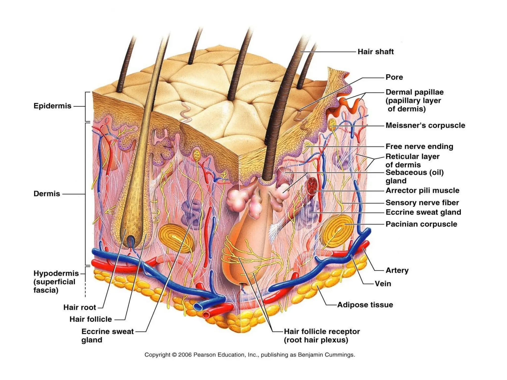 Anatomy part II: Integumentary System.pptx