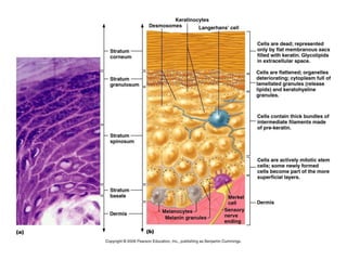 Anatomy part II: Integumentary System.pptx