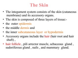 Anatomy part II: Integumentary System.pptx