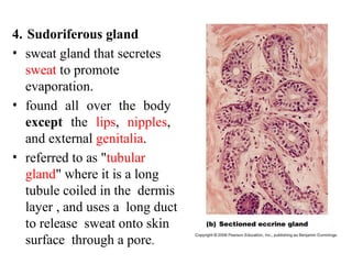 Anatomy part II: Integumentary System.pptx