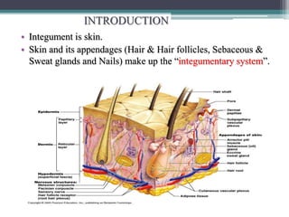 Integumentary System | PPTX