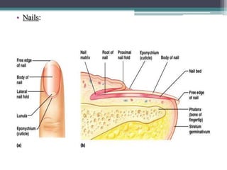 Integumentary System Nail