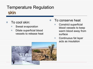 Integumentary System | PPT