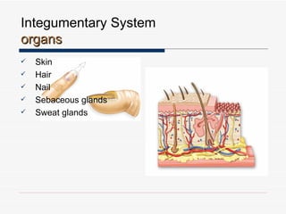 Integumentary System | PPT