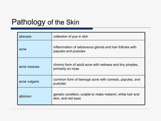Integumentary System | PPT