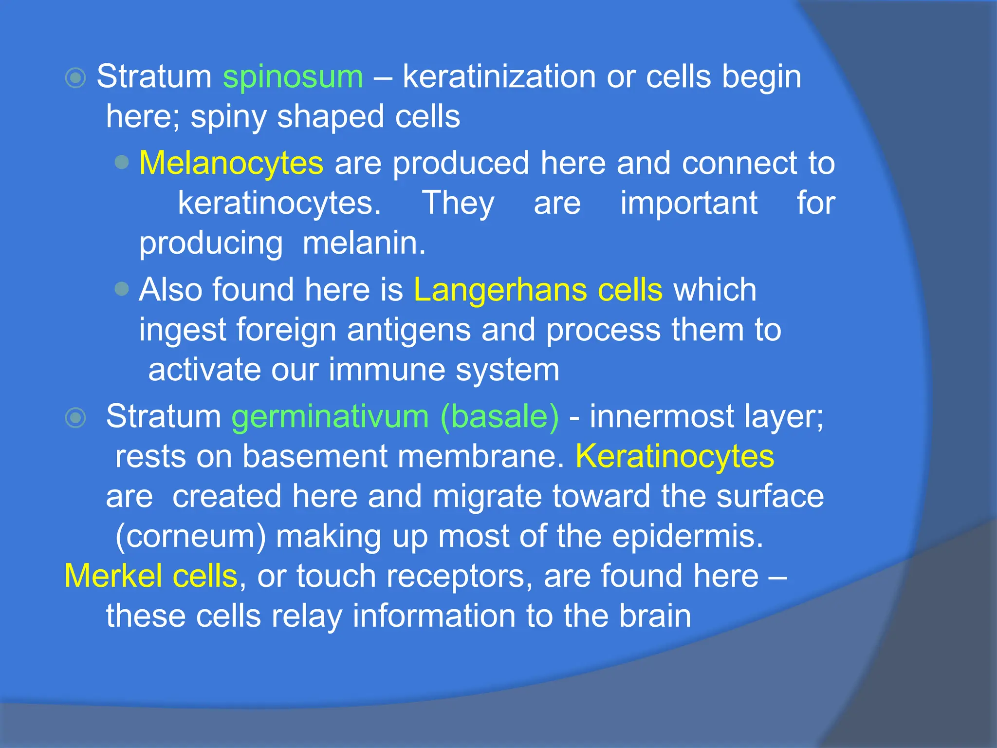 Integumentary System Overview Anatomy & Physiology | PPTX