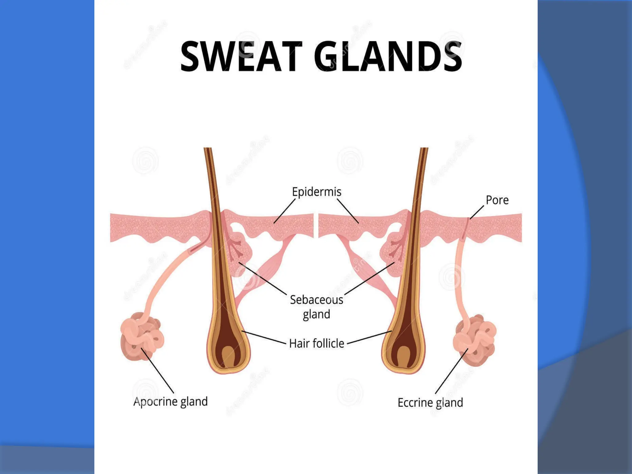 Integumentary System Overview Anatomy & Physiology | PPTX