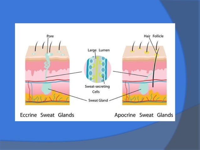 Integumentary System Overview Anatomy & Physiology | PPTX