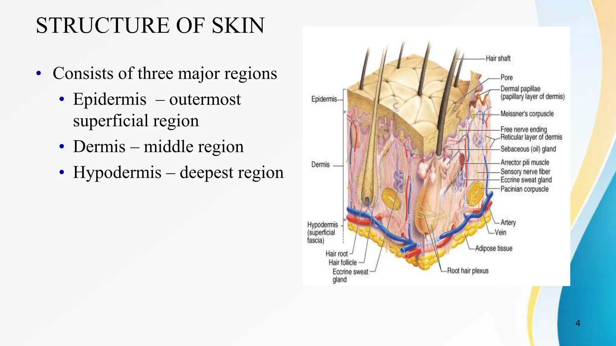 Integumentary System (3).pptx