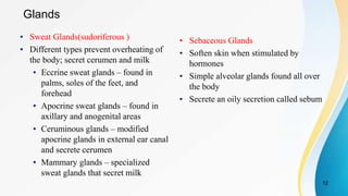 Integumentary System (3).pptx