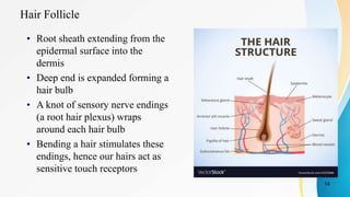 Integumentary System (3).pptx
