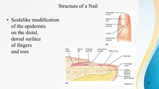 Integumentary System (3).pptx