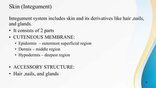 Integumentary System (3).pptx