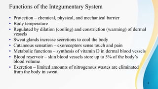 Integumentary System (3).pptx