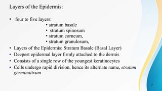Integumentary System (3).pptx