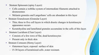Integumentary System (3).pptx