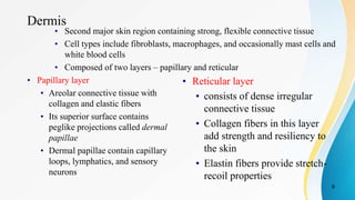 Integumentary System (3).pptx