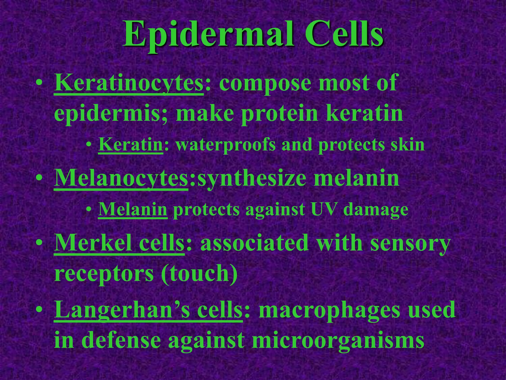 IntegumentarySystemAnat-Physio.ppt