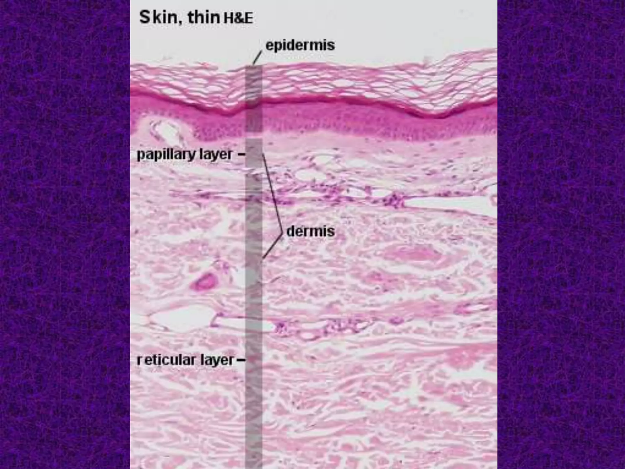 IntegumentarySystemAnat-Physio.ppt