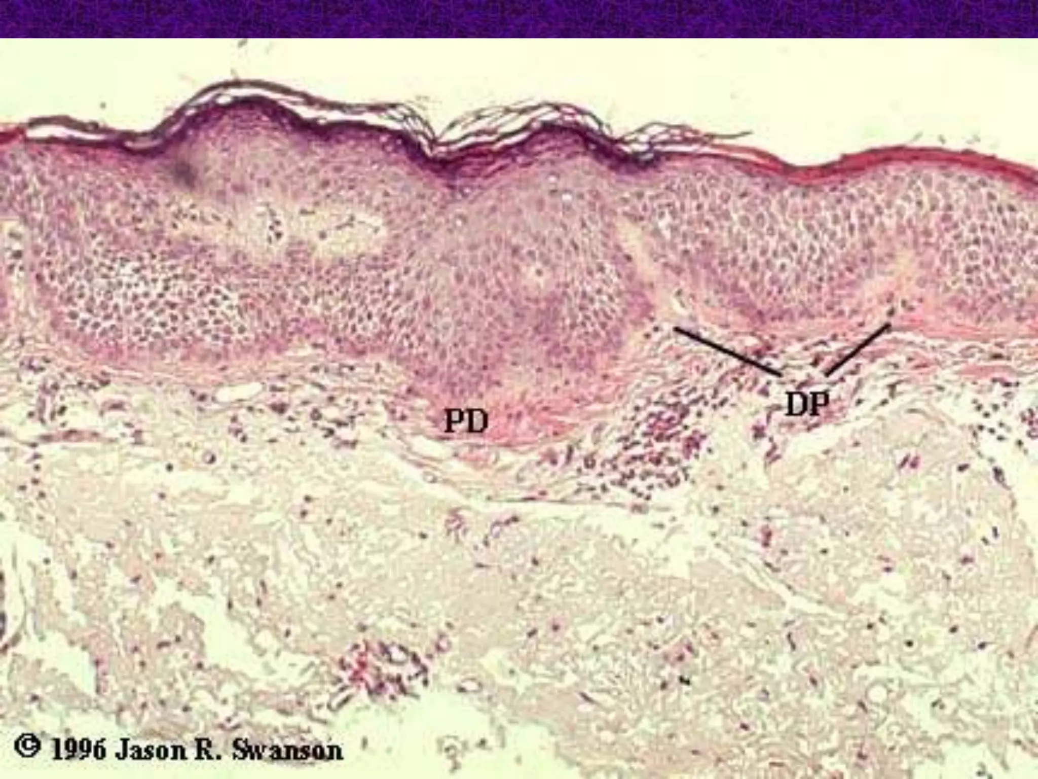 IntegumentarySystemAnat-Physio.ppt