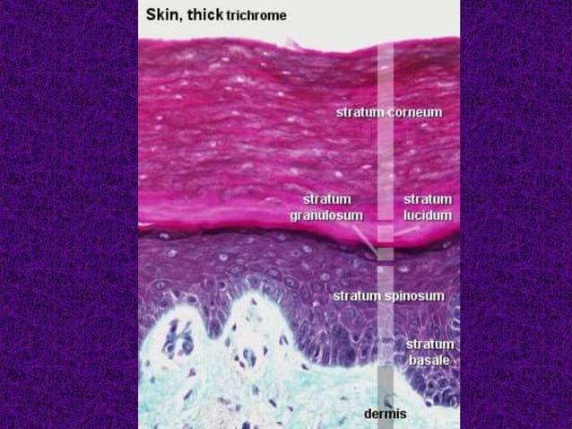 IntegumentarySystemAnat-Physio.ppt | Free Download