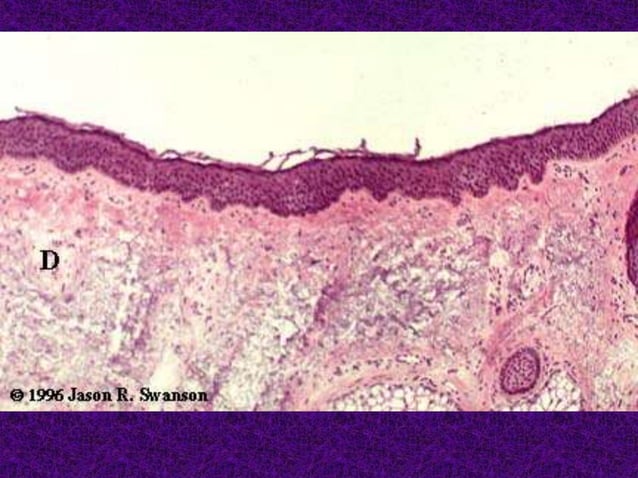 IntegumentarySystemAnat-Physio.ppt