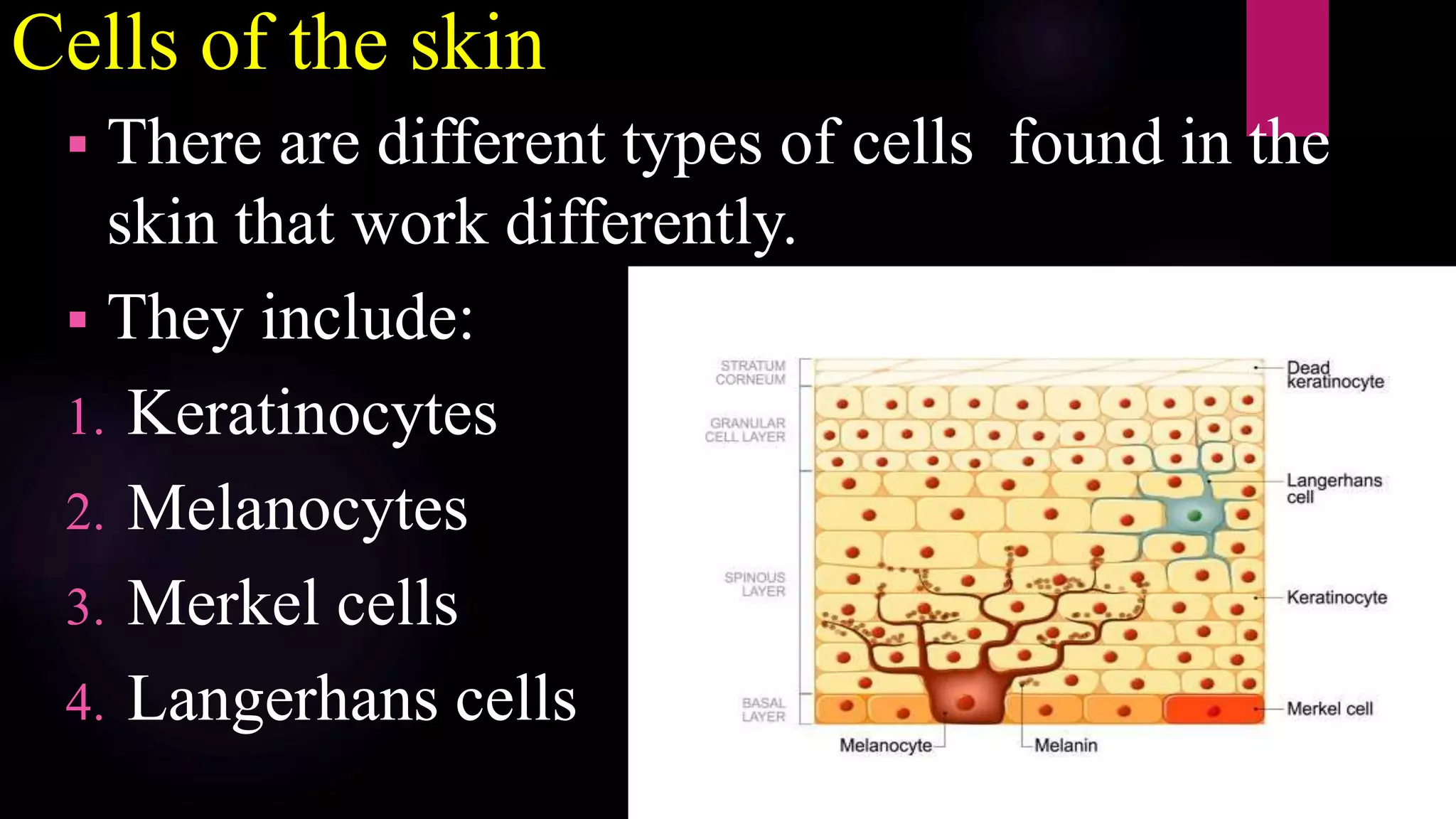INTEGUMENTARY SYSTEM BY EVA KIPTOO.pptx