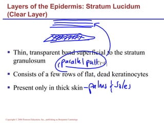 Integumentary system copy | PPTX