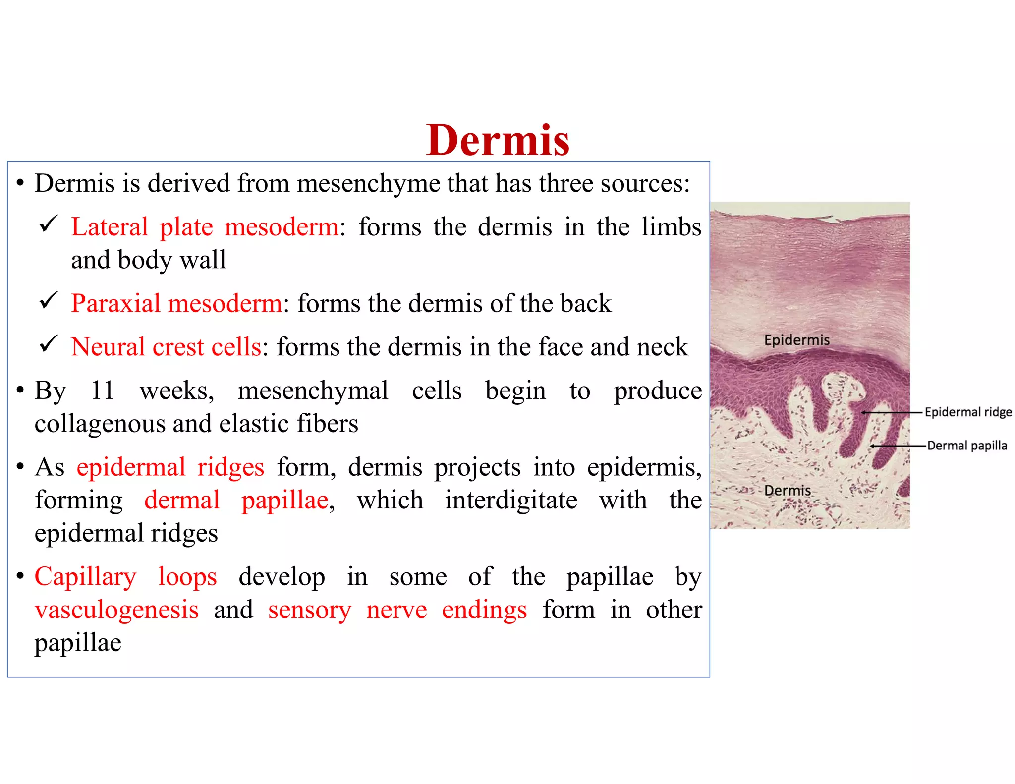 INTEGUMENTARY SYSTEM DEVELOPMENT.pdf