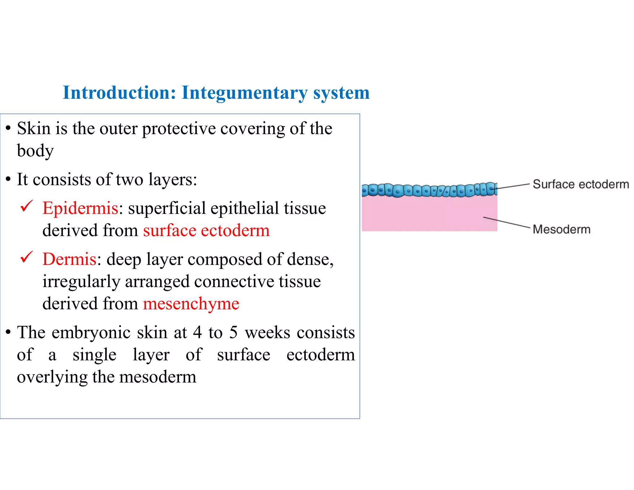 INTEGUMENTARY SYSTEM DEVELOPMENT.pdf