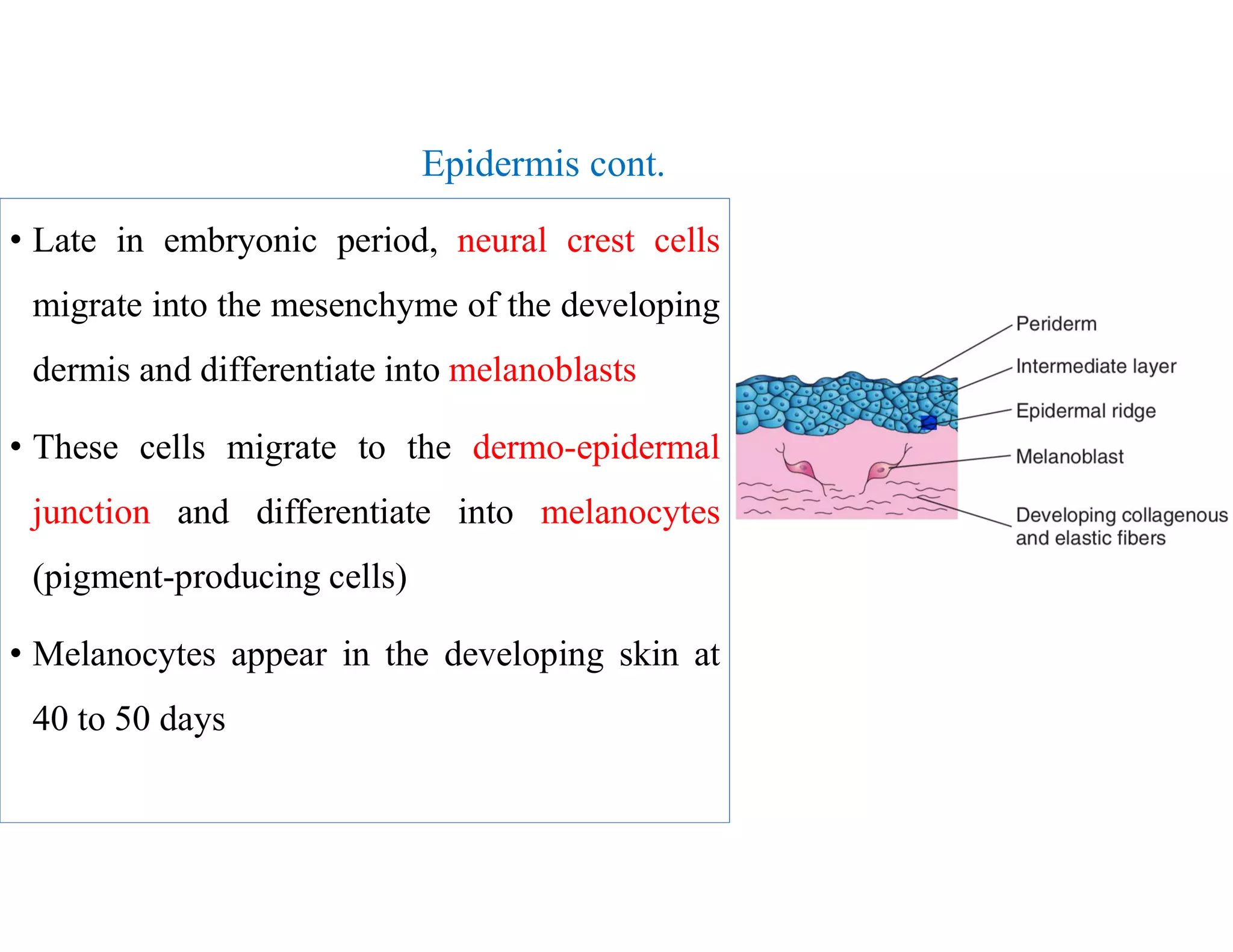 INTEGUMENTARY SYSTEM DEVELOPMENT.pdf