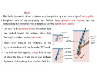 INTEGUMENTARY SYSTEM DEVELOPMENT.pdf