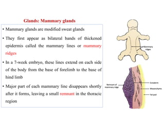 INTEGUMENTARY SYSTEM DEVELOPMENT.pdf