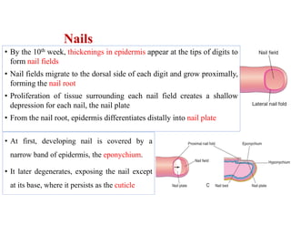 INTEGUMENTARY SYSTEM DEVELOPMENT.pdf