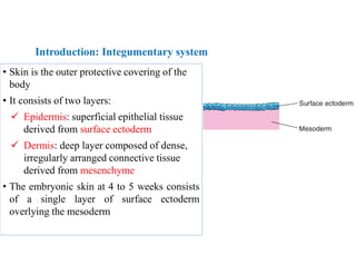 INTEGUMENTARY SYSTEM DEVELOPMENT.pdf