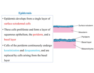 INTEGUMENTARY SYSTEM DEVELOPMENT.pdf