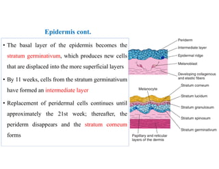 INTEGUMENTARY SYSTEM DEVELOPMENT.pdf