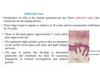 INTEGUMENTARY SYSTEM DEVELOPMENT.pdf