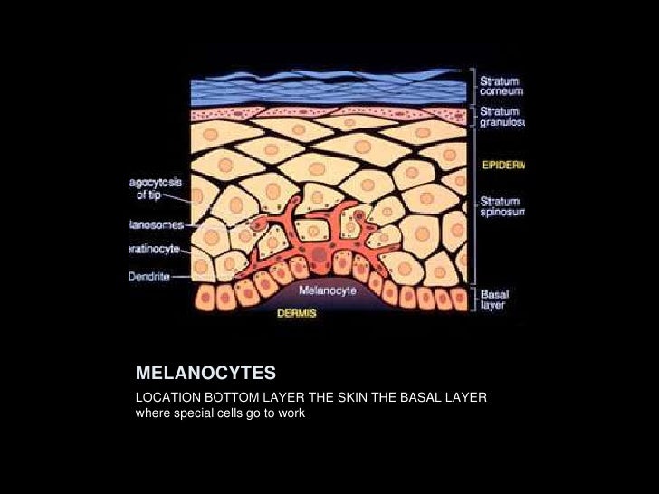 Integumentary system final