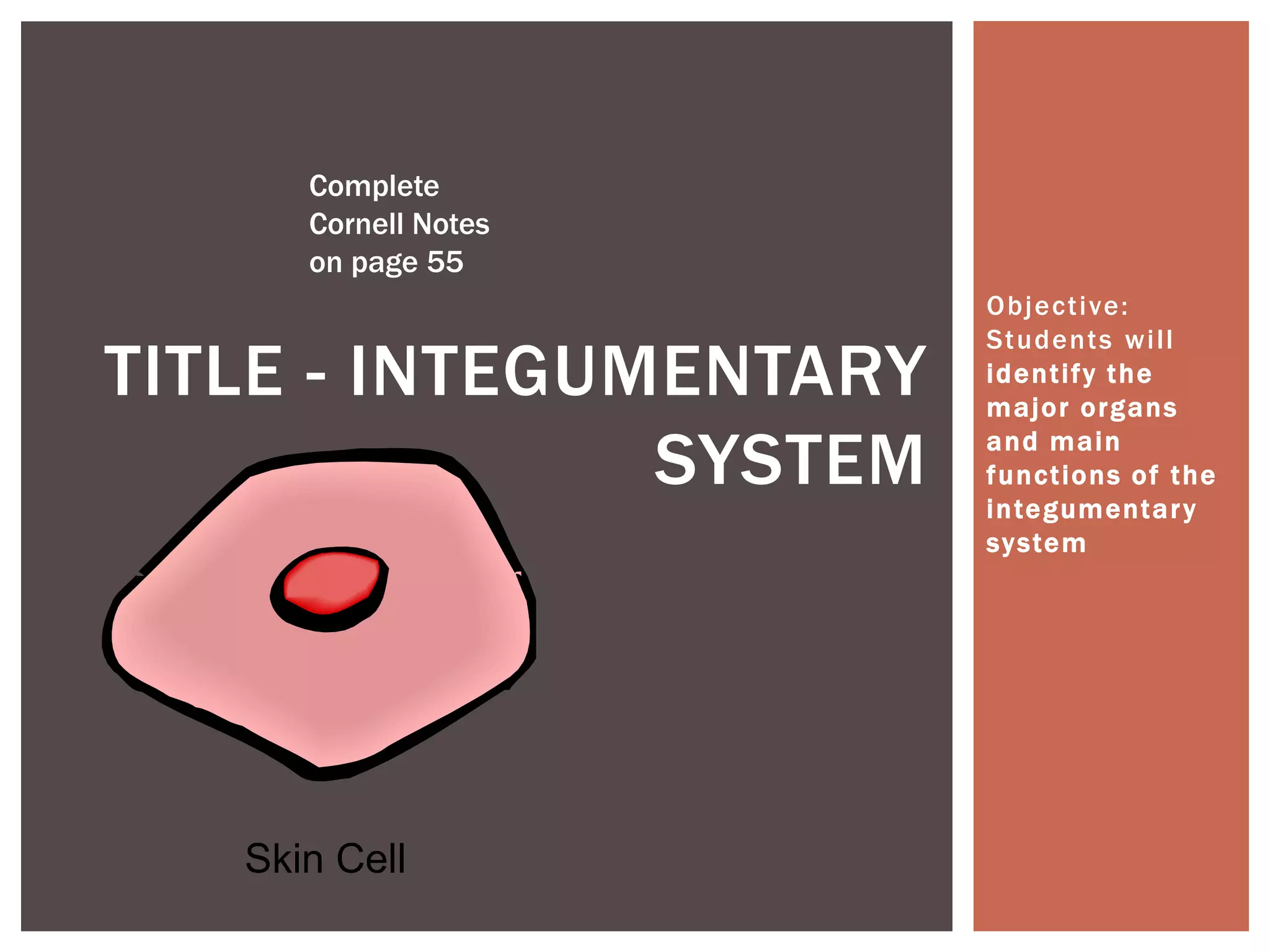 Integumentary System Notes 2015 | PPTX