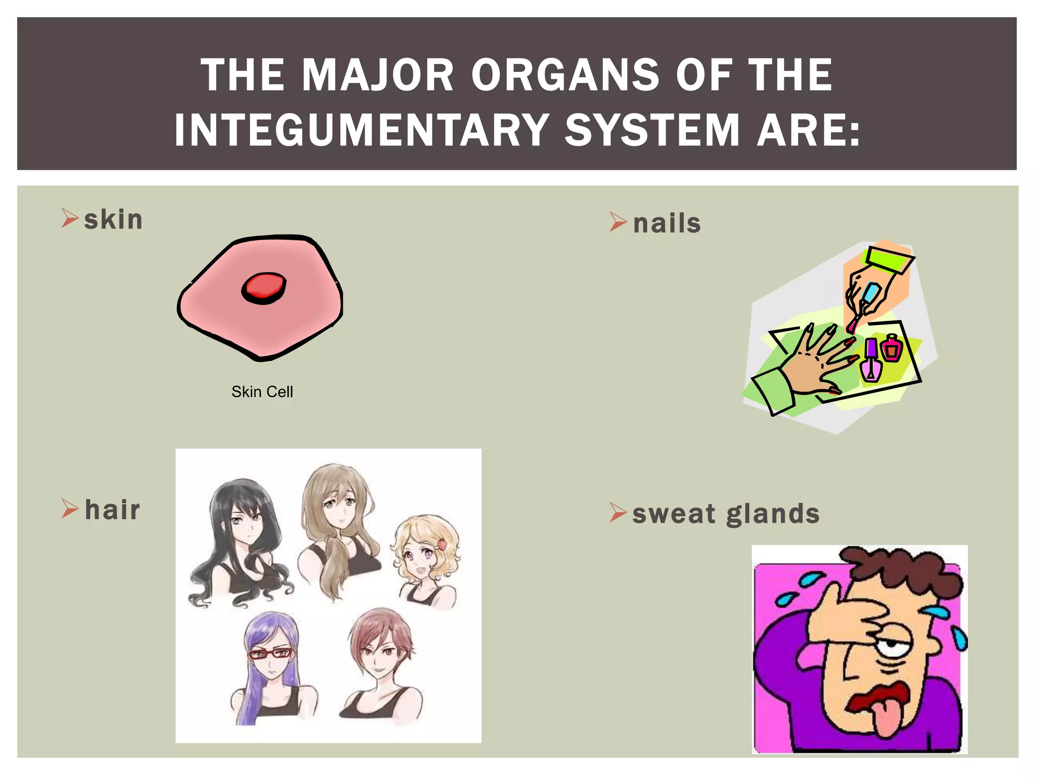 Integumentary System Notes 2015 | PPTX