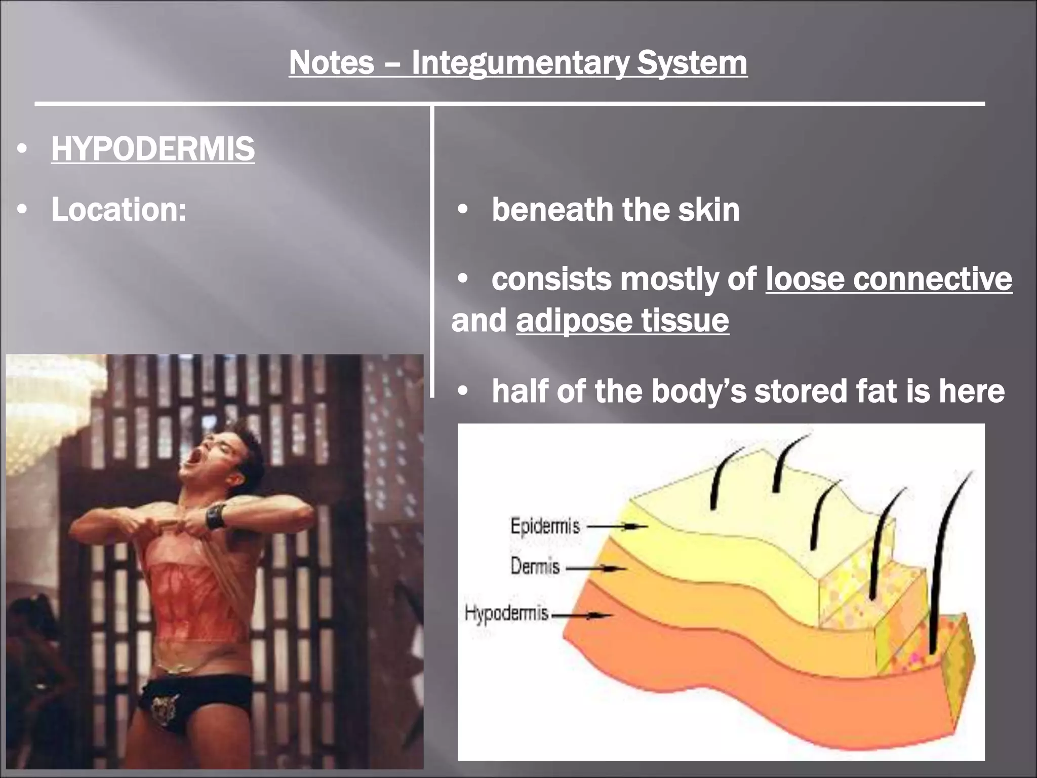 Integumentary system notes part 1 | PPT