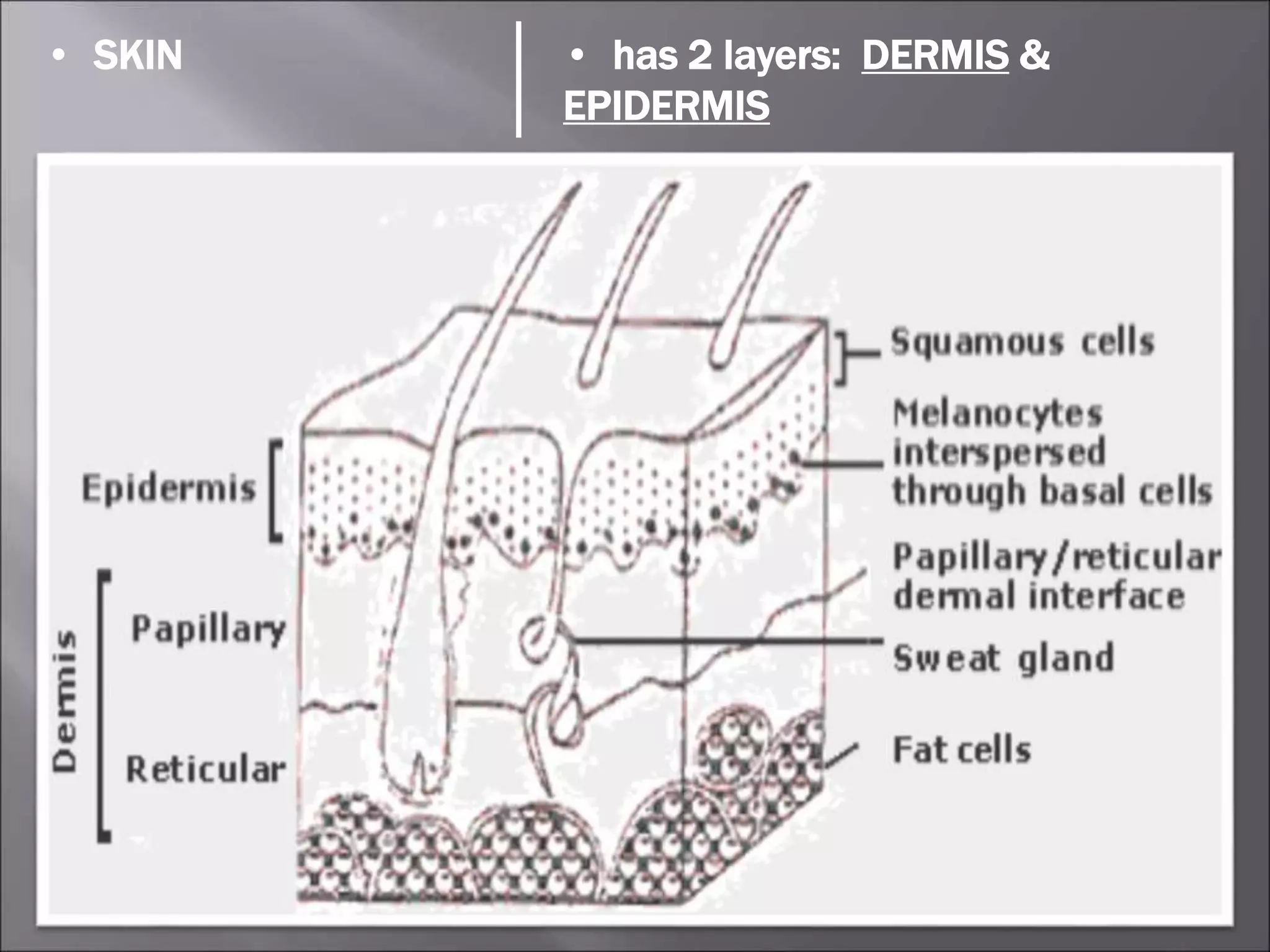 Integumentary system notes part 1 | PPT